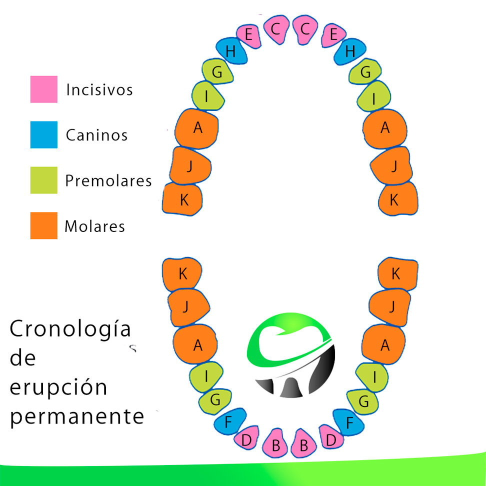 ¿A que edad se caen los dientes de leche? » DTDental